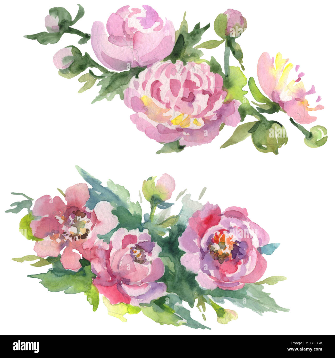 Peony bouquet floral botanical flowers. Wild spring leaf wildflower ...