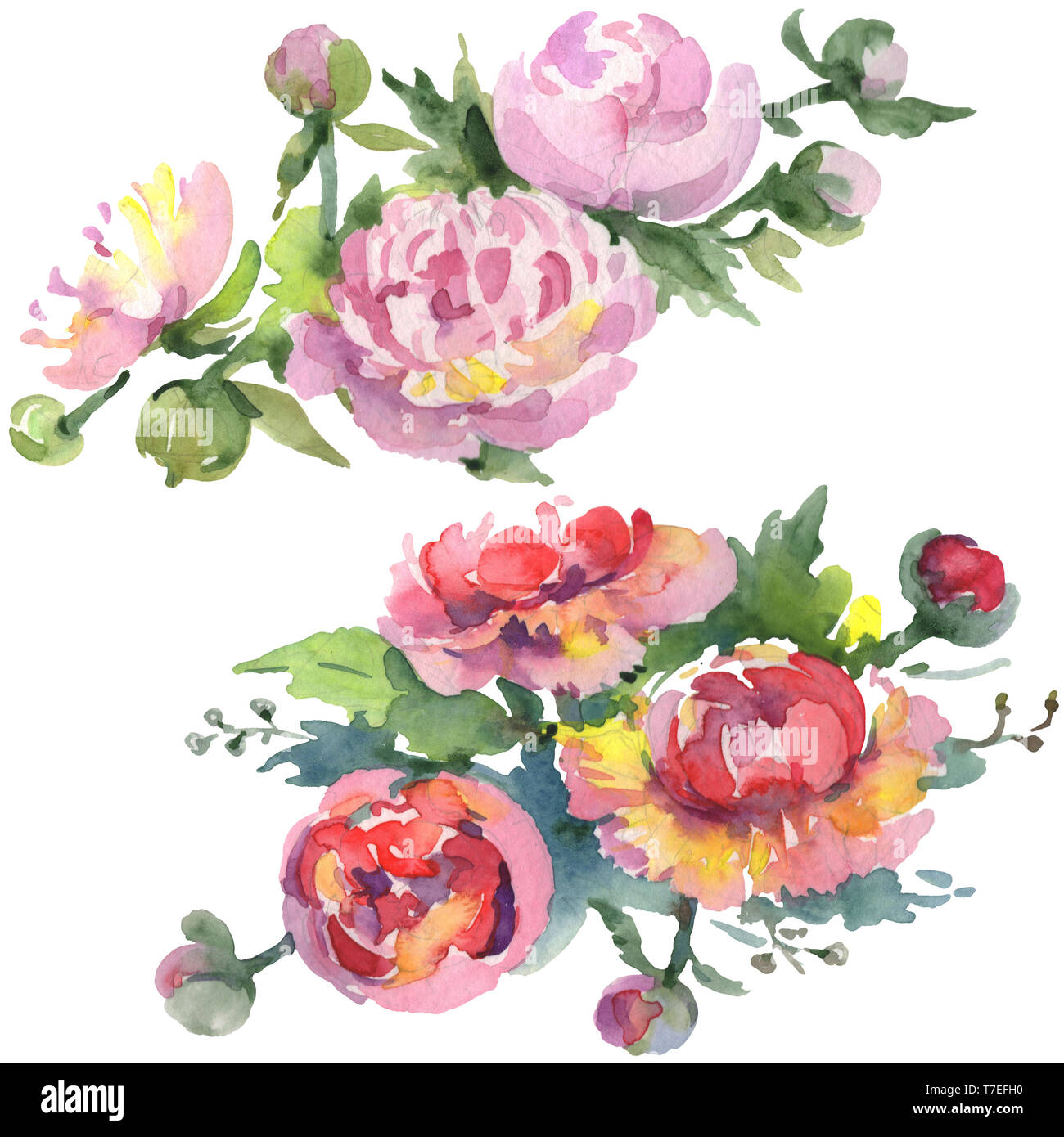 Peony bouquet floral botanical flowers. Wild spring leaf wildflower ...