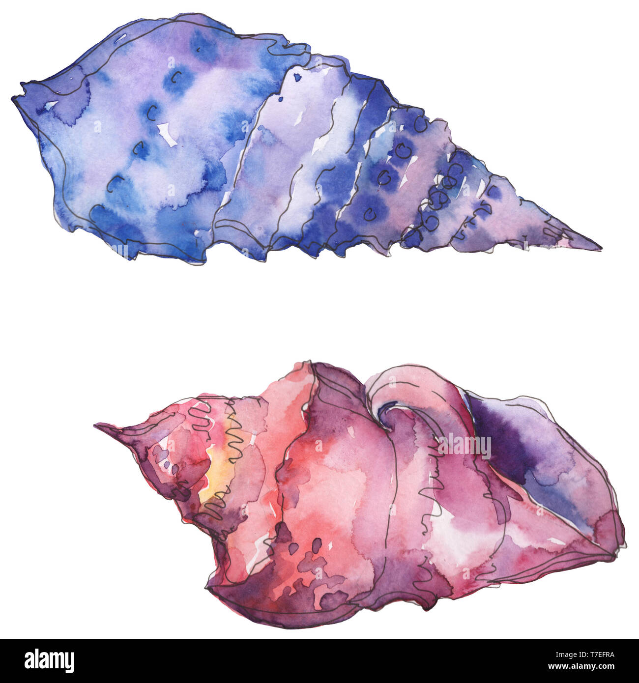 Summer beach seashell tropical elements. Watercolor background ...