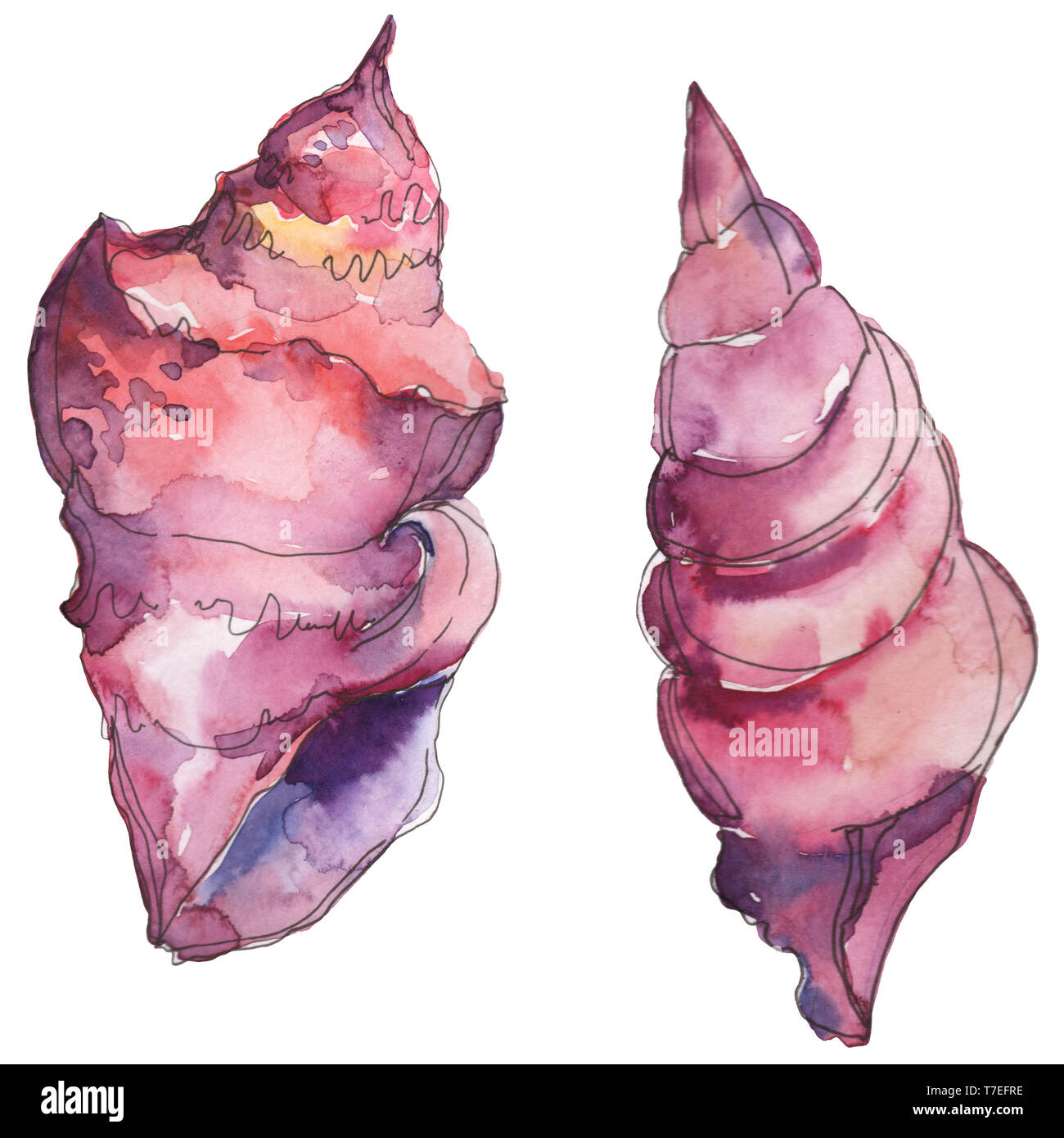 Summer beach seashell tropical elements. Watercolor background ...