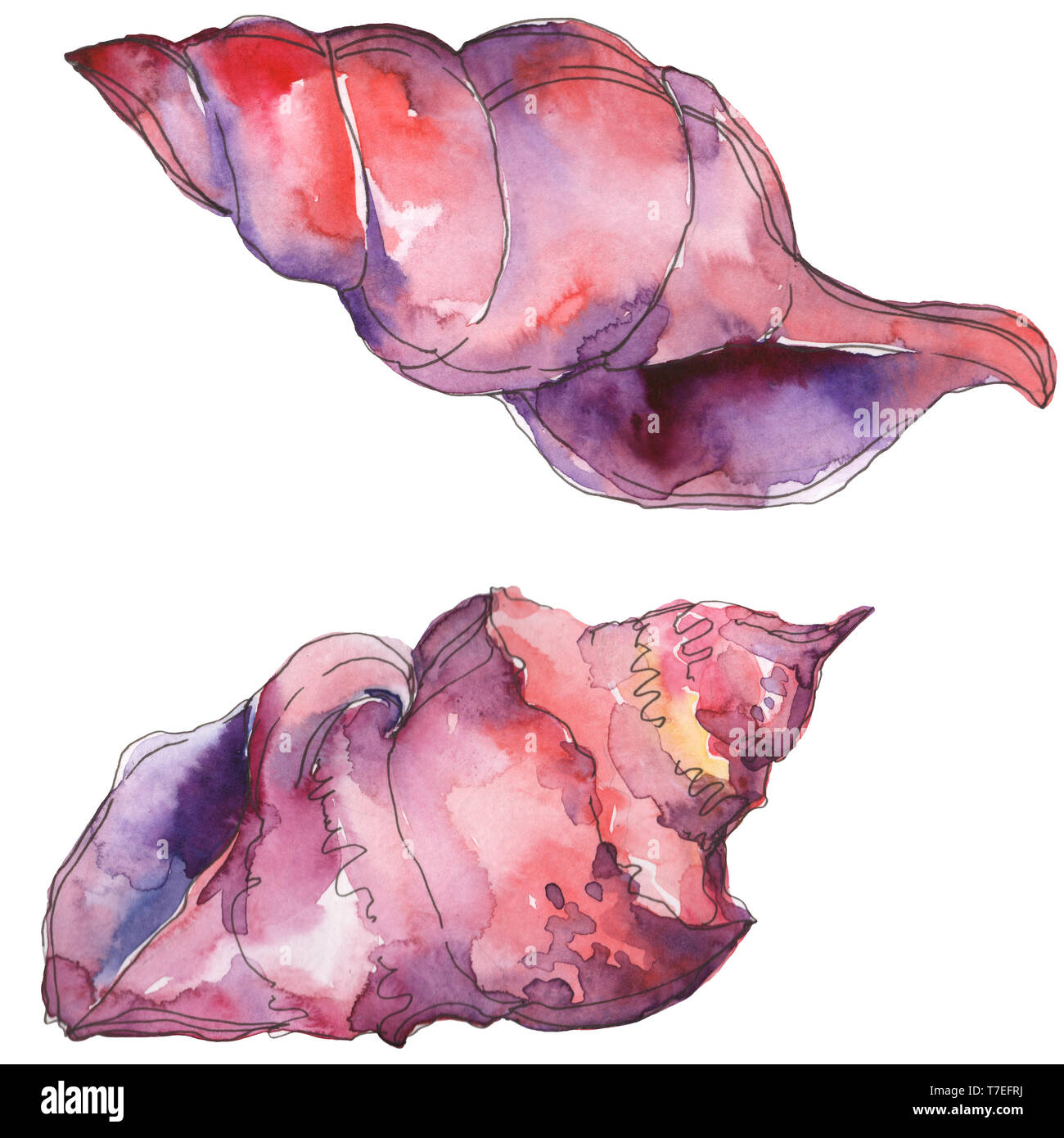 Summer beach seashell tropical elements. Watercolor background ...