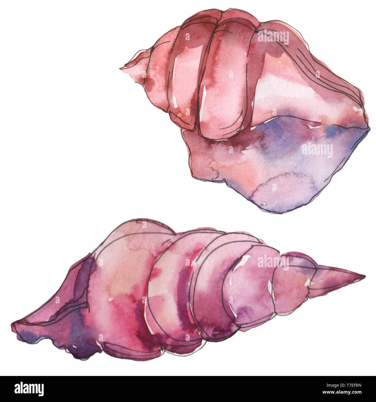 Summer beach seashell tropical elements. Watercolor background ...