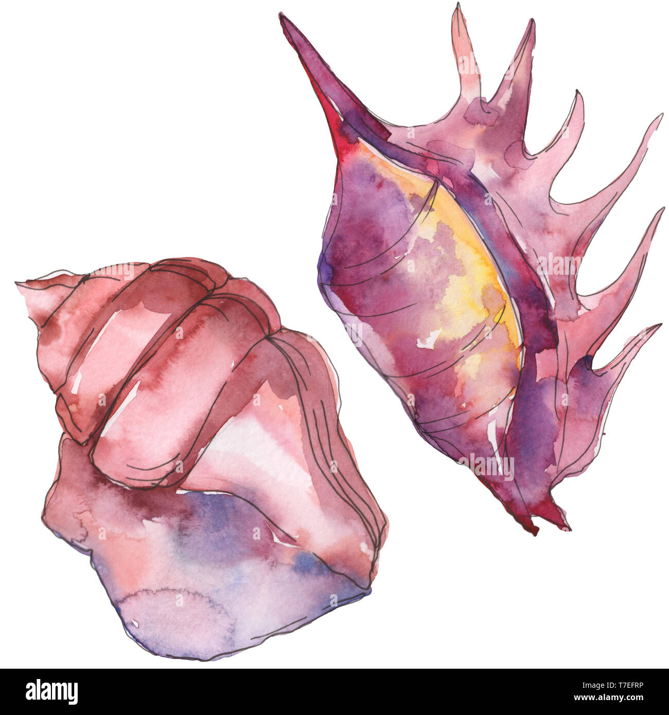 Summer beach seashell tropical elements. Watercolor background ...