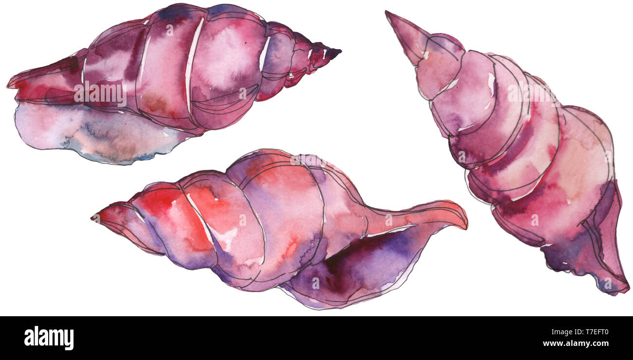 Summer beach seashell tropical elements. Watercolor background ...