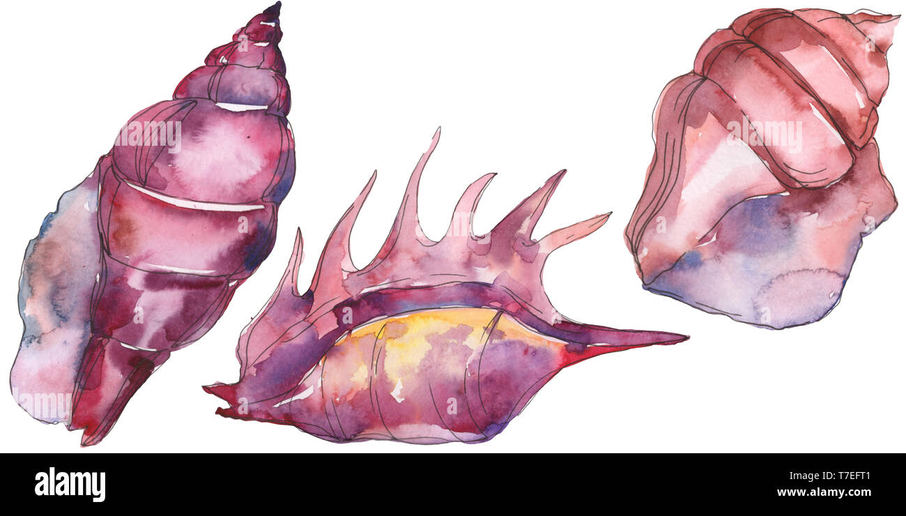Summer beach seashell tropical elements. Watercolor background ...