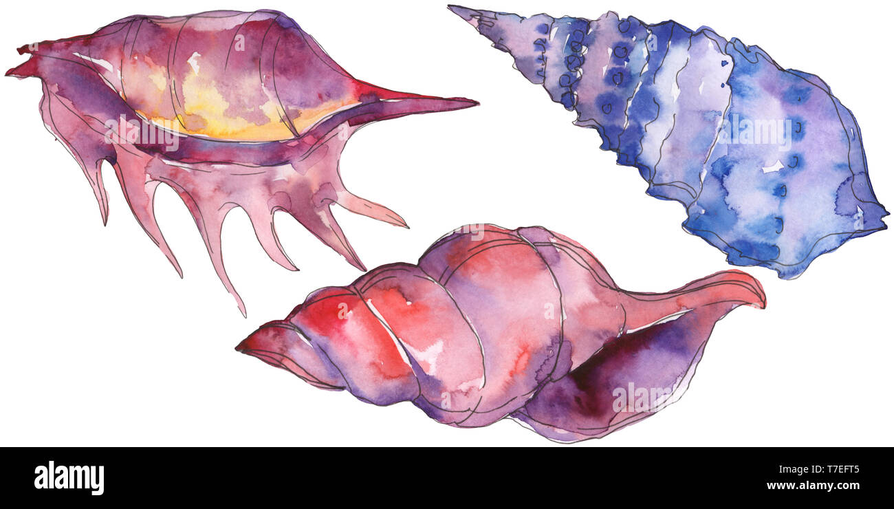 Summer beach seashell tropical elements. Watercolor background ...