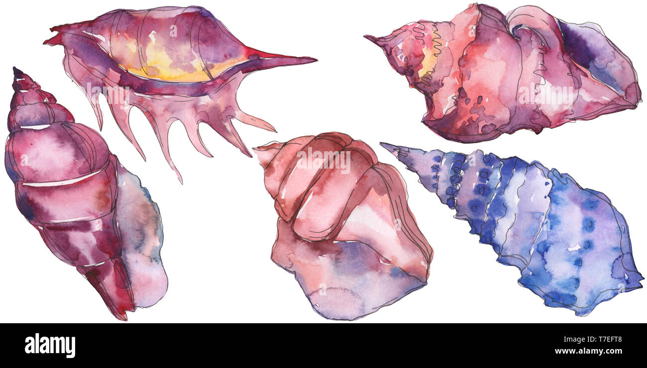 Summer beach seashell tropical elements. Watercolor background ...