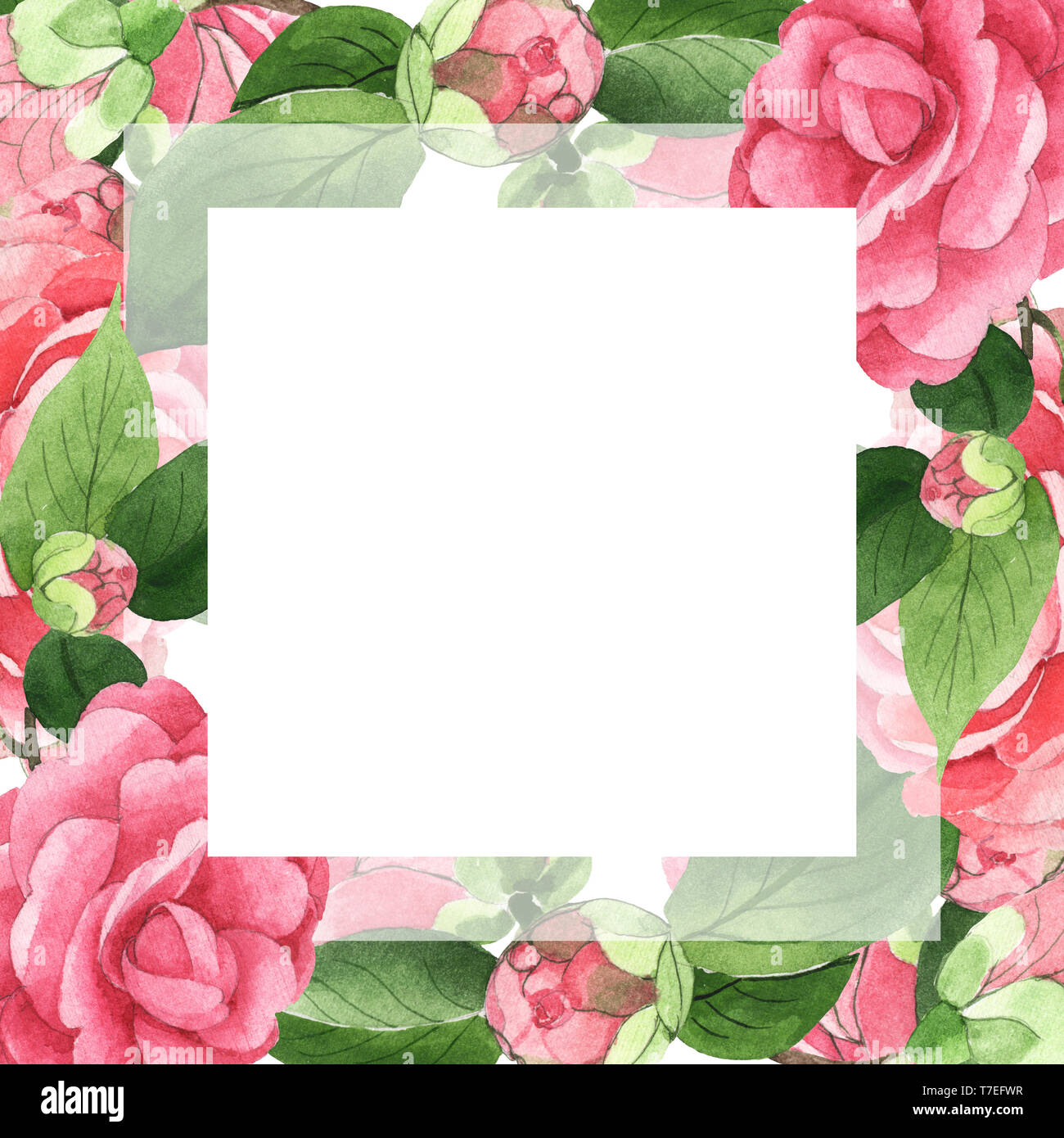 Pink camelia floral botanical flowers. Wild spring leaf wildflower ...