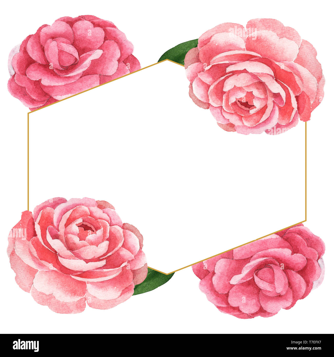 Pink camelia floral botanical flowers. Wild spring leaf wildflower ...