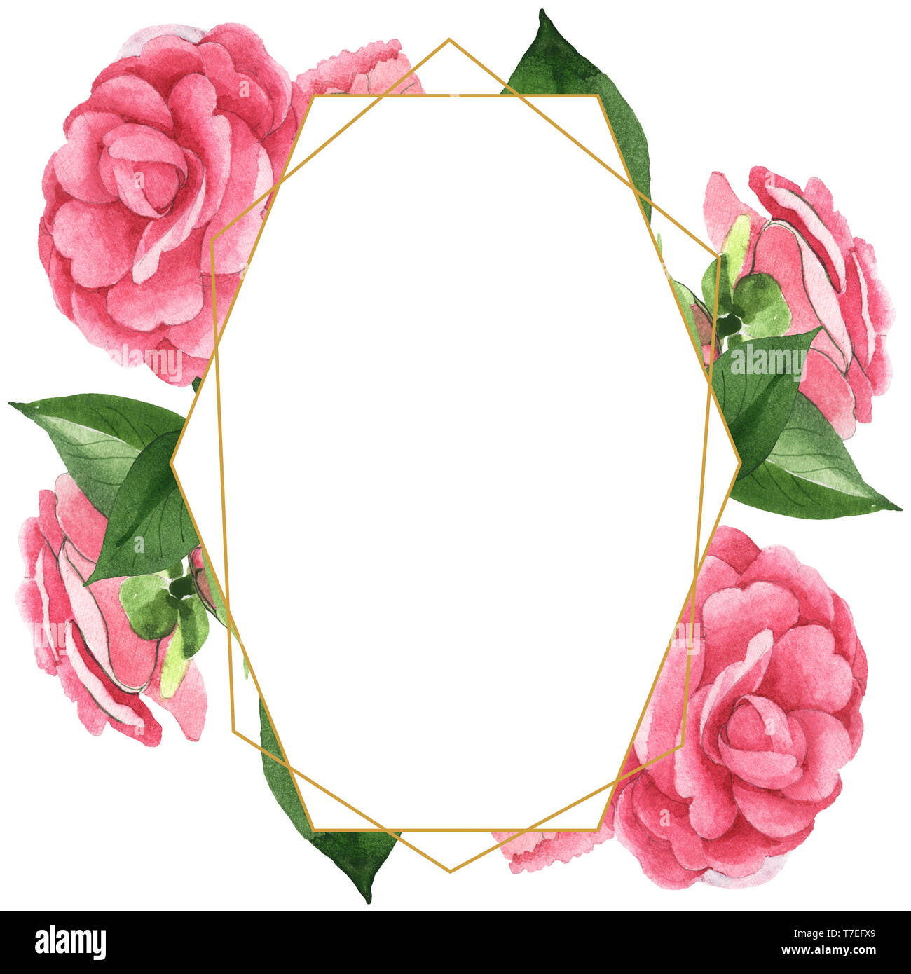 Pink camelia floral botanical flowers. Wild spring leaf wildflower ...