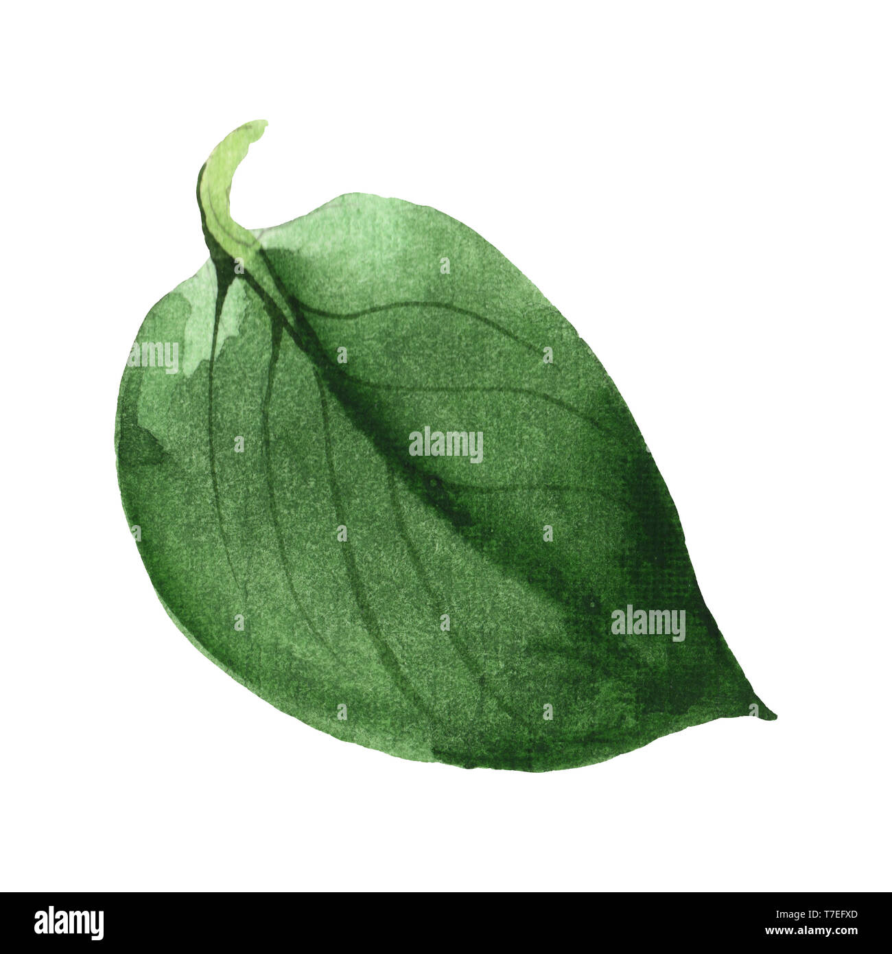 Camelia green leaf floral botanical flower. Wild spring leaf wildflower ...