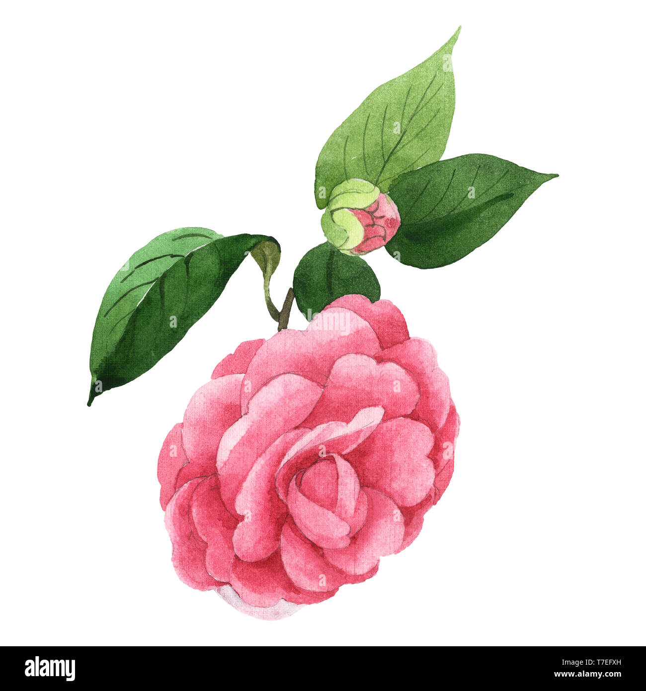 Pink camelia floral botanical flowers. Wild spring leaf wildflower ...
