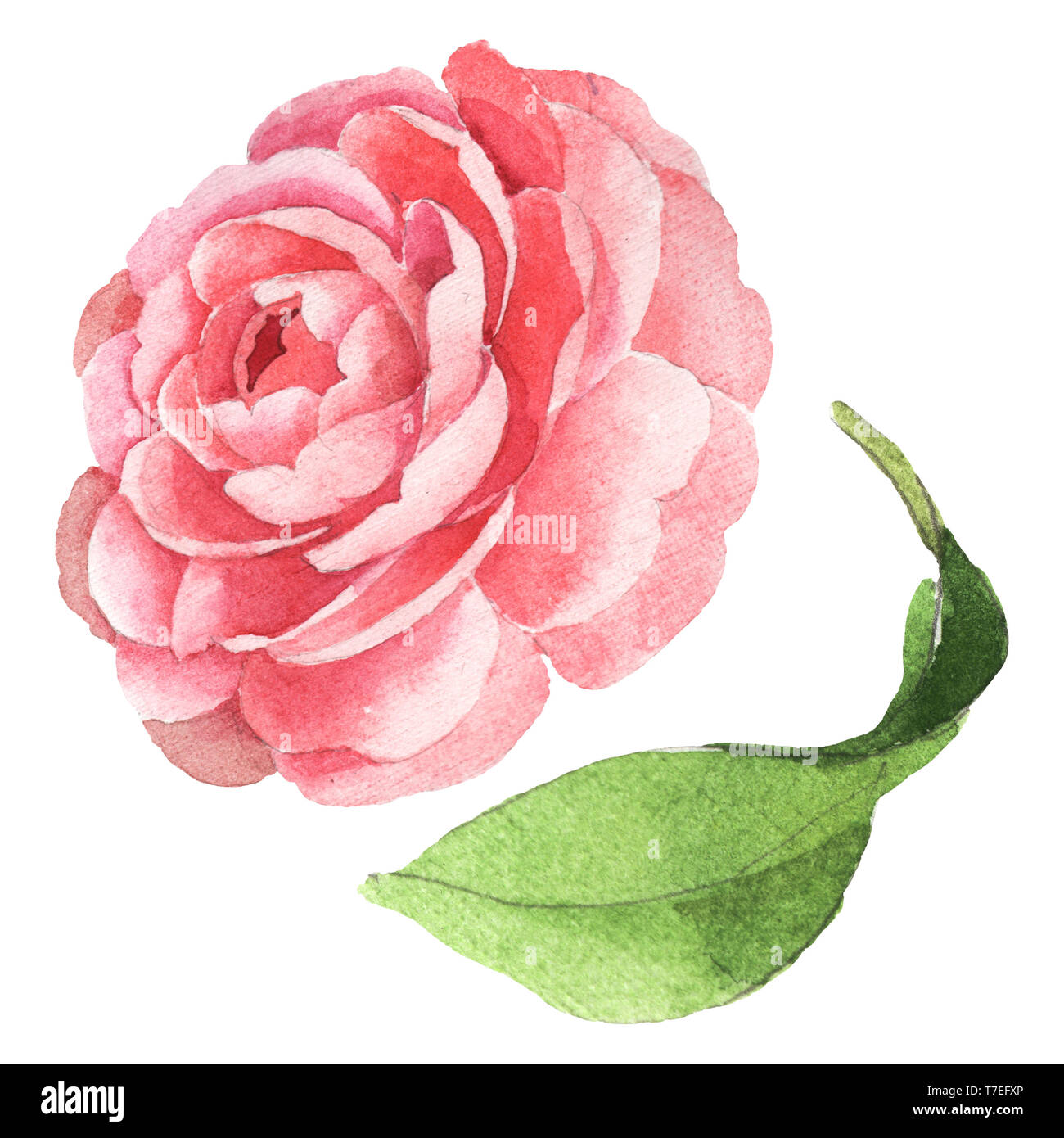 Pink camelia floral botanical flowers. Wild spring leaf wildflower ...