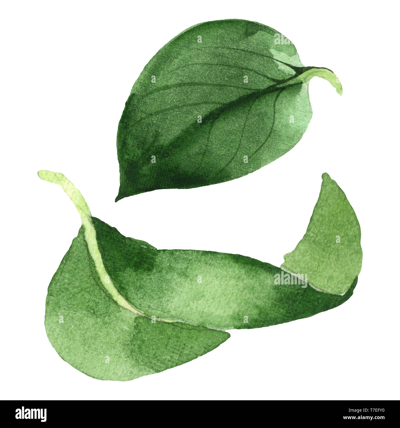 Camelia green leaves floral botanical flower. Wild spring leaf ...