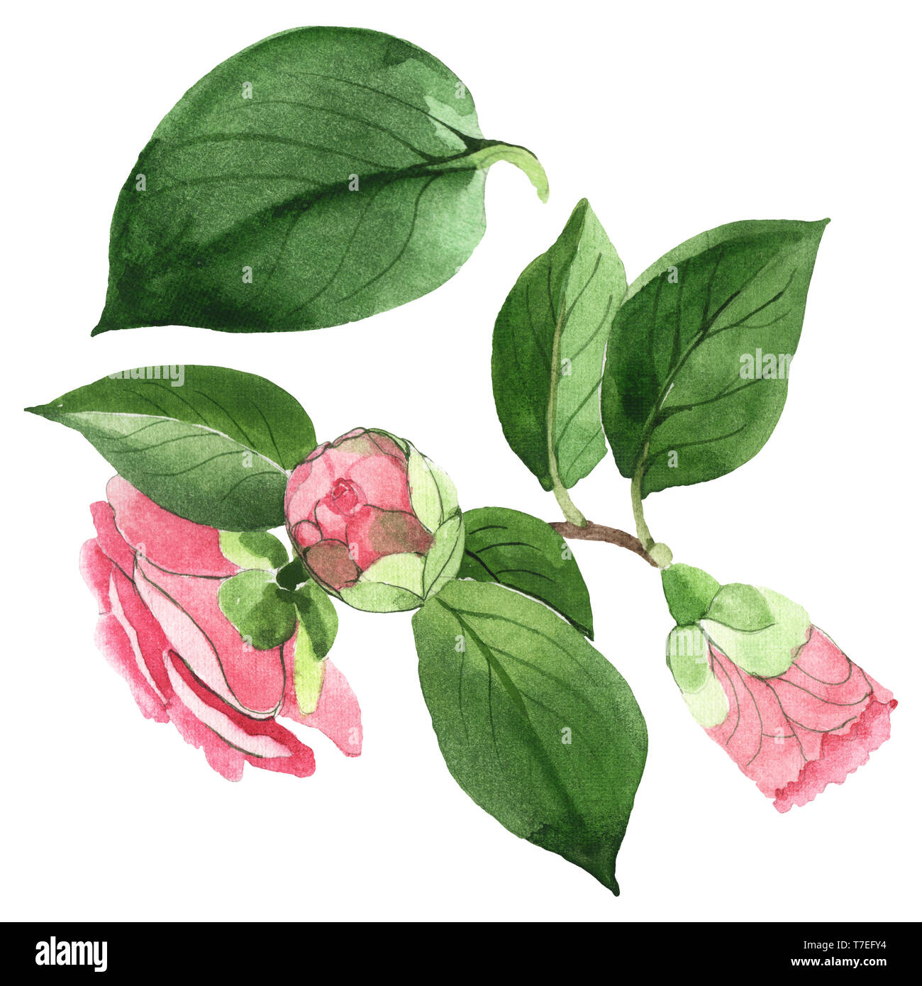 Pink camelia floral botanical flowers. Wild spring leaf wildflower ...