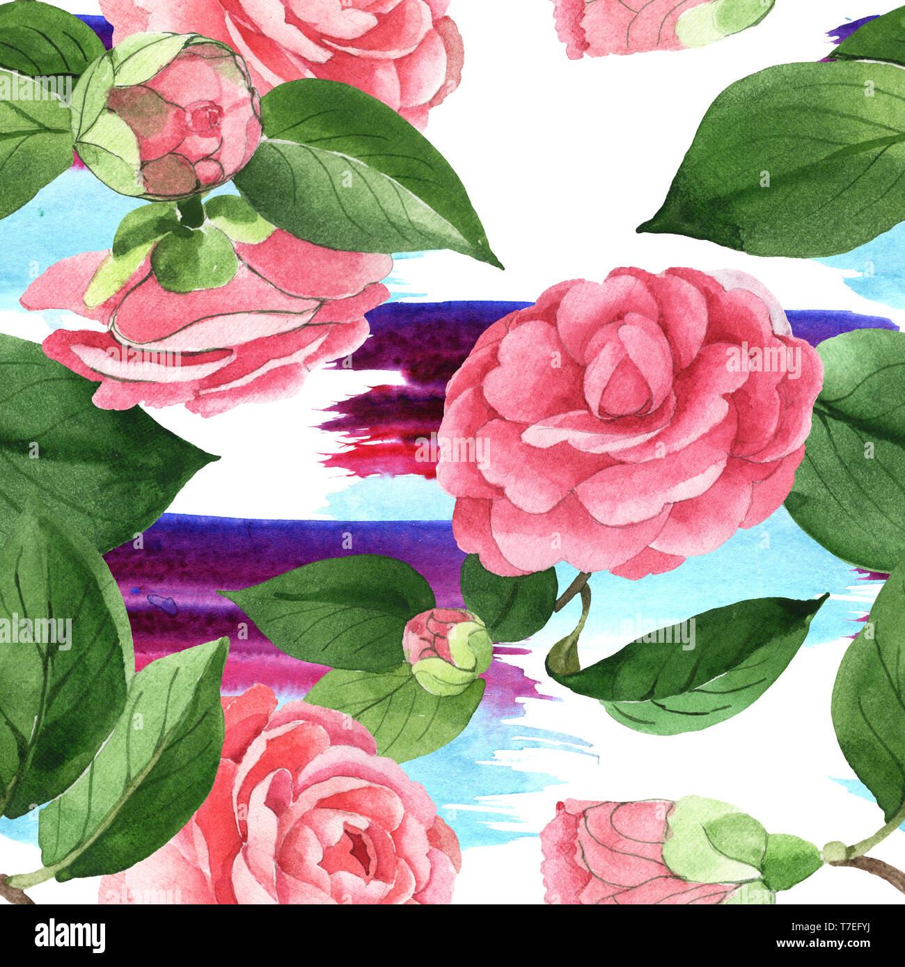 Pink camelia floral botanical flowers. Wild spring leaf wildflower ...