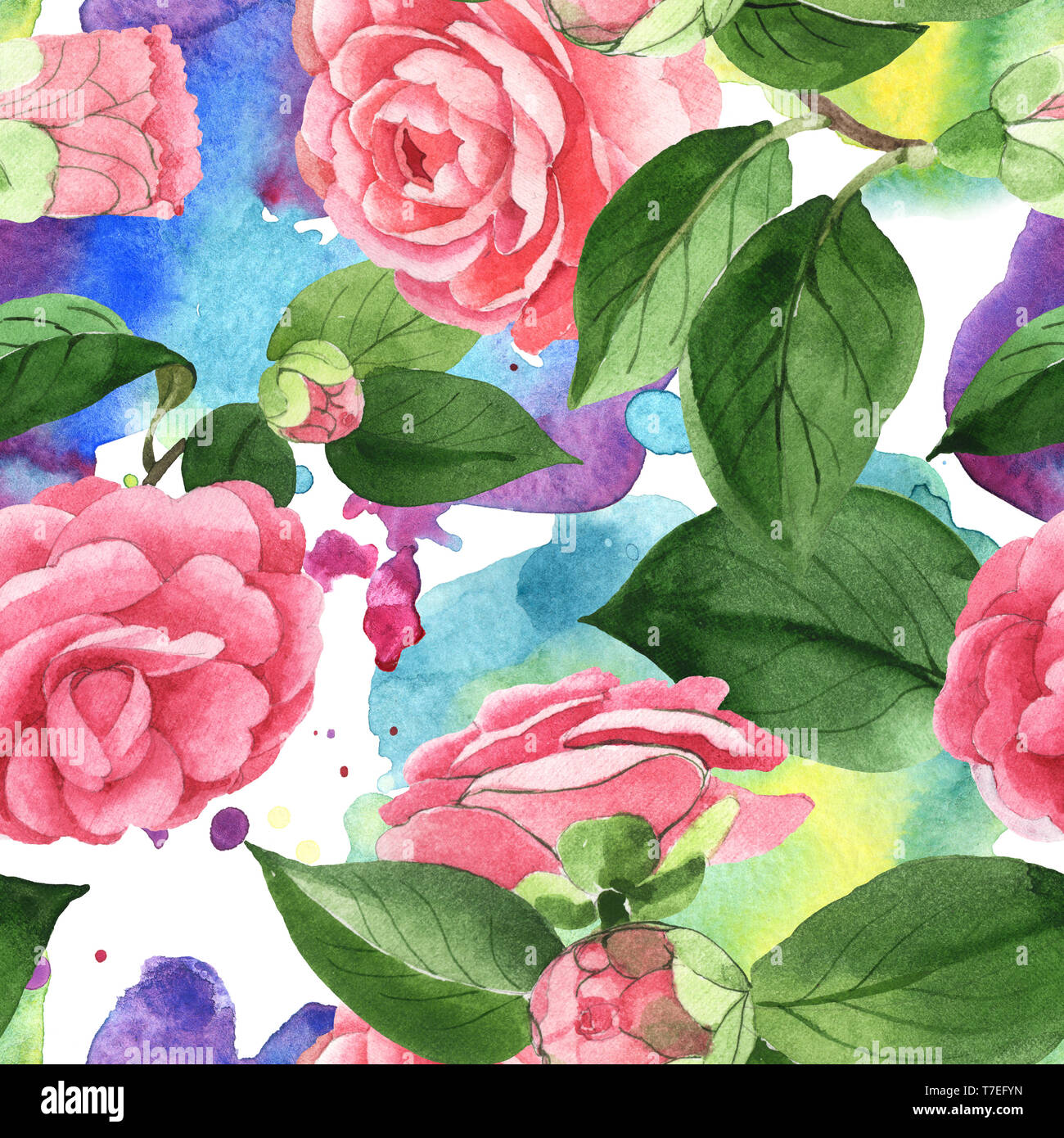 Pink camelia floral botanical flowers. Wild spring leaf wildflower ...