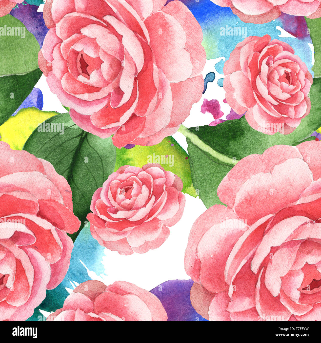 Pink camelia floral botanical flowers. Wild spring leaf wildflower ...