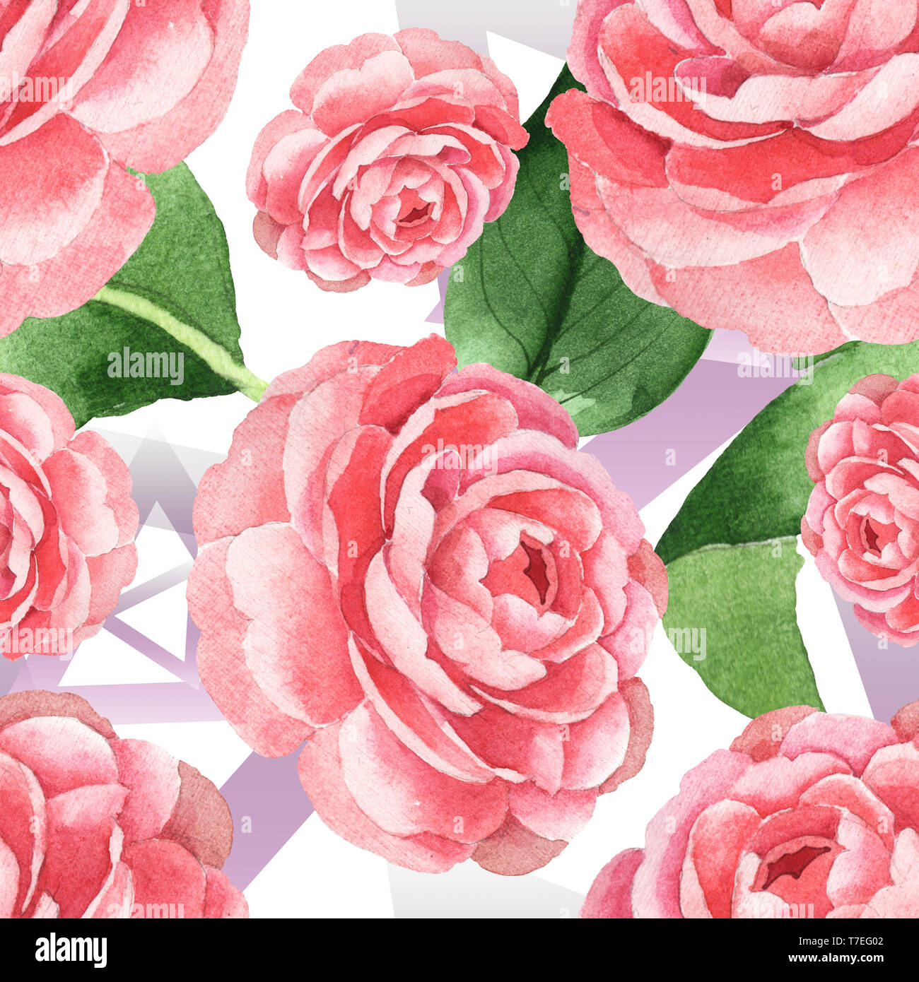 Pink camelia floral botanical flowers. Wild spring leaf wildflower ...