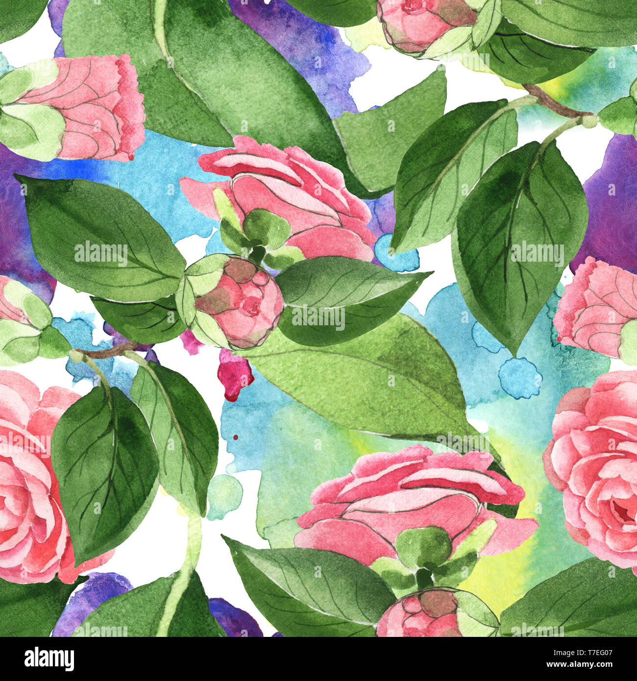 Pink camelia floral botanical flowers. Wild spring leaf wildflower ...