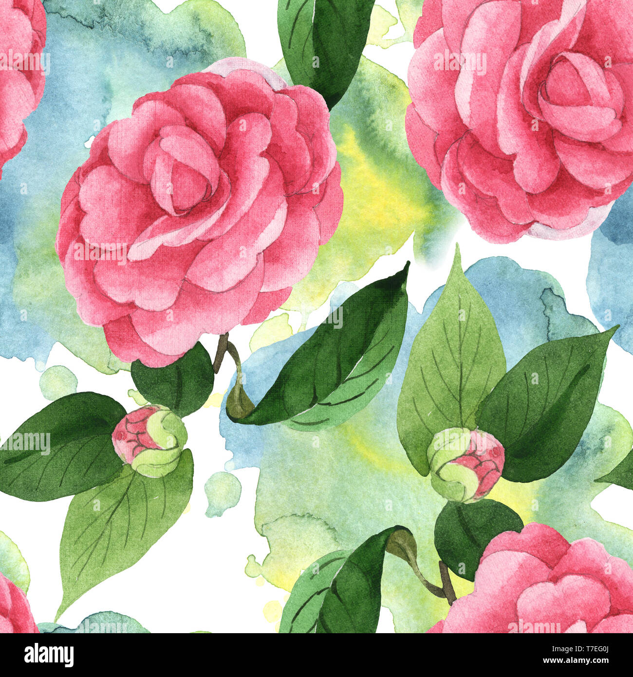 Pink camelia floral botanical flowers. Wild spring leaf wildflower ...
