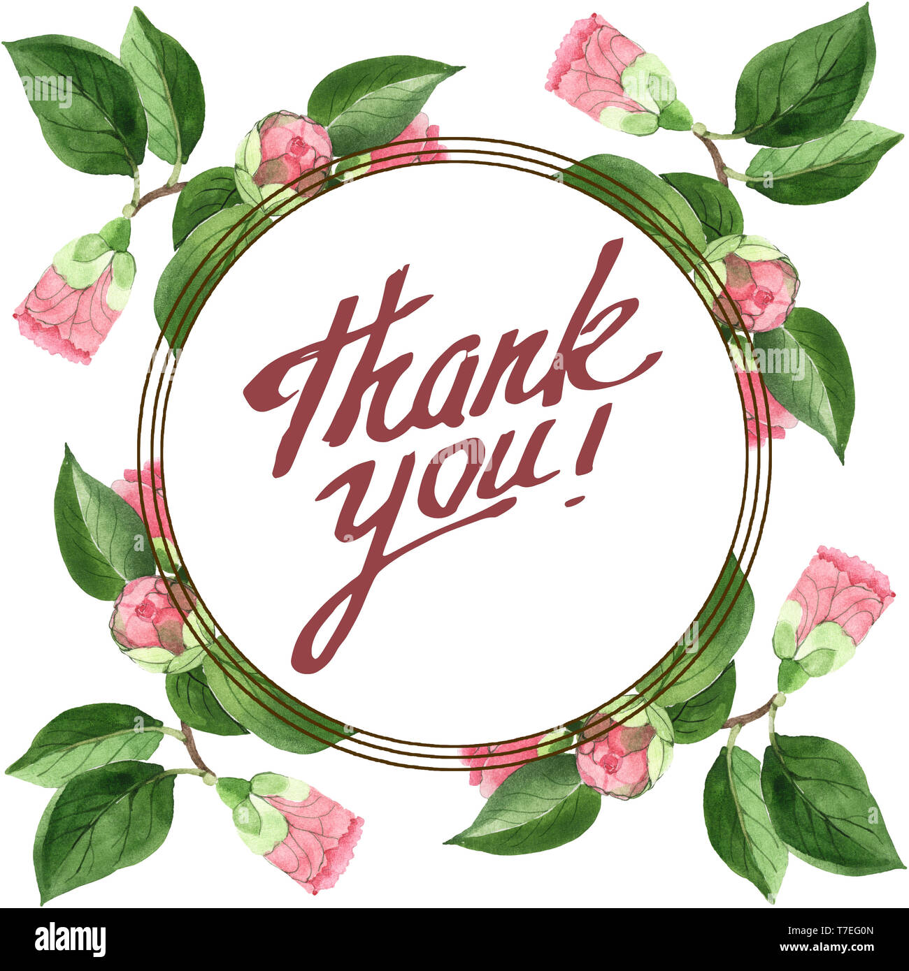 Pink camelia floral botanical flowers. Wild spring leaf wildflower ...