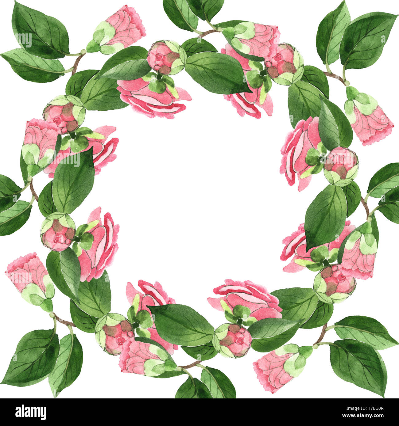 Pink camelia floral botanical flowers. Wild spring leaf wildflower ...