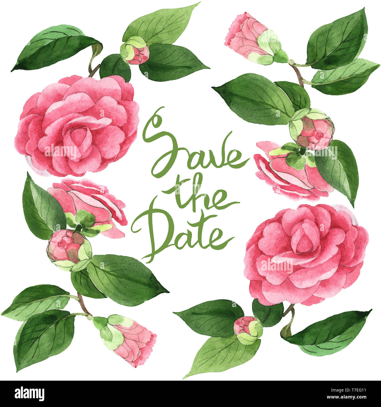 Pink camelia floral botanical flowers. Wild spring leaf wildflower ...