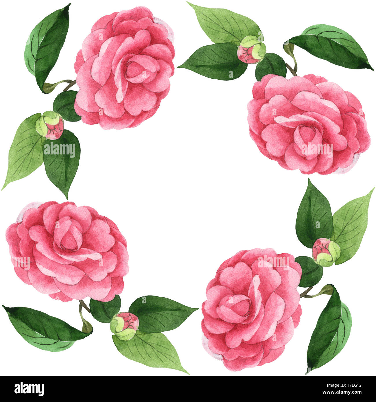 Pink camelia floral botanical flowers. Wild spring leaf wildflower ...