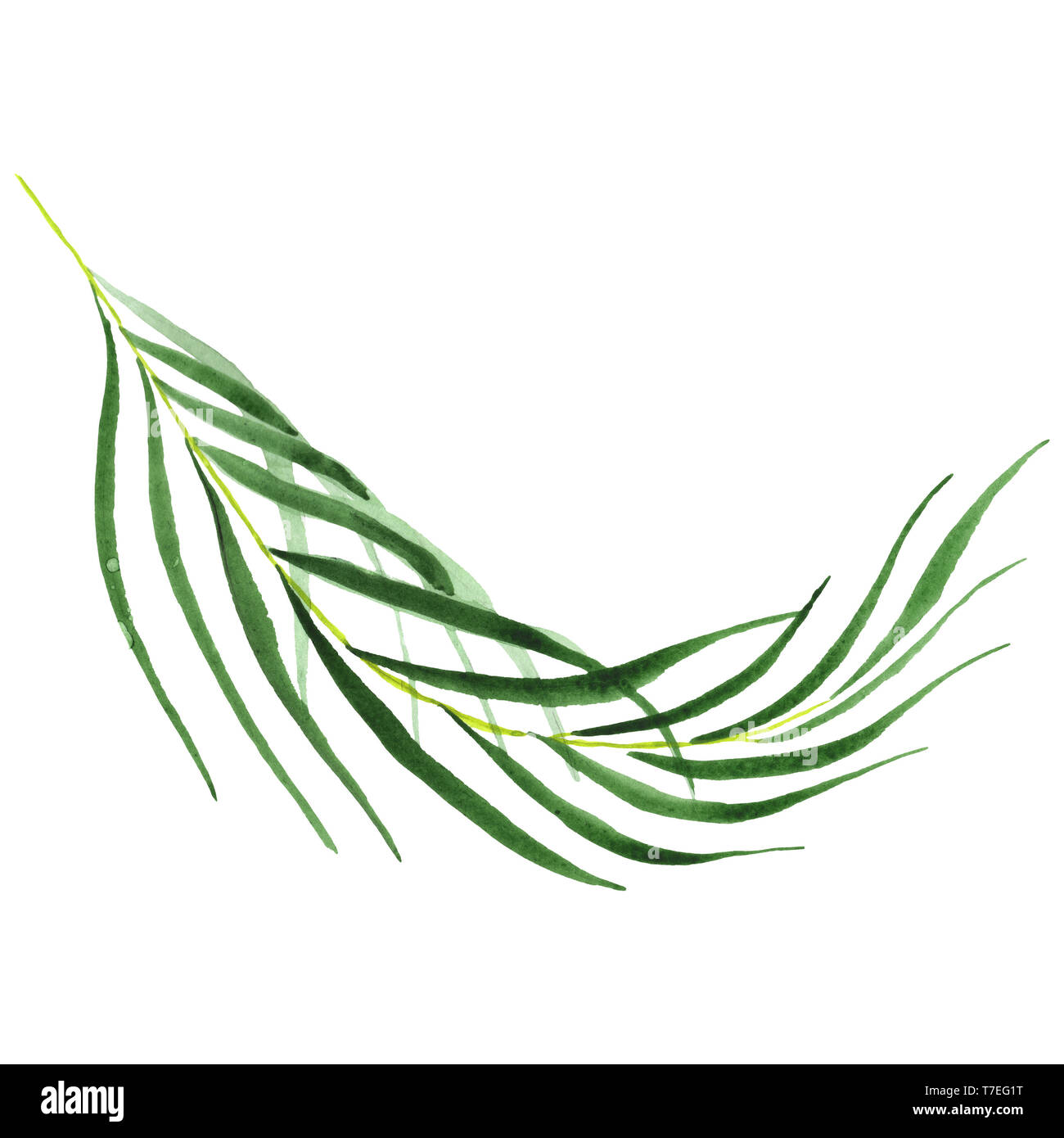 Exotic tropical hawaiian summer. Palm beach tree leaves jungle ...