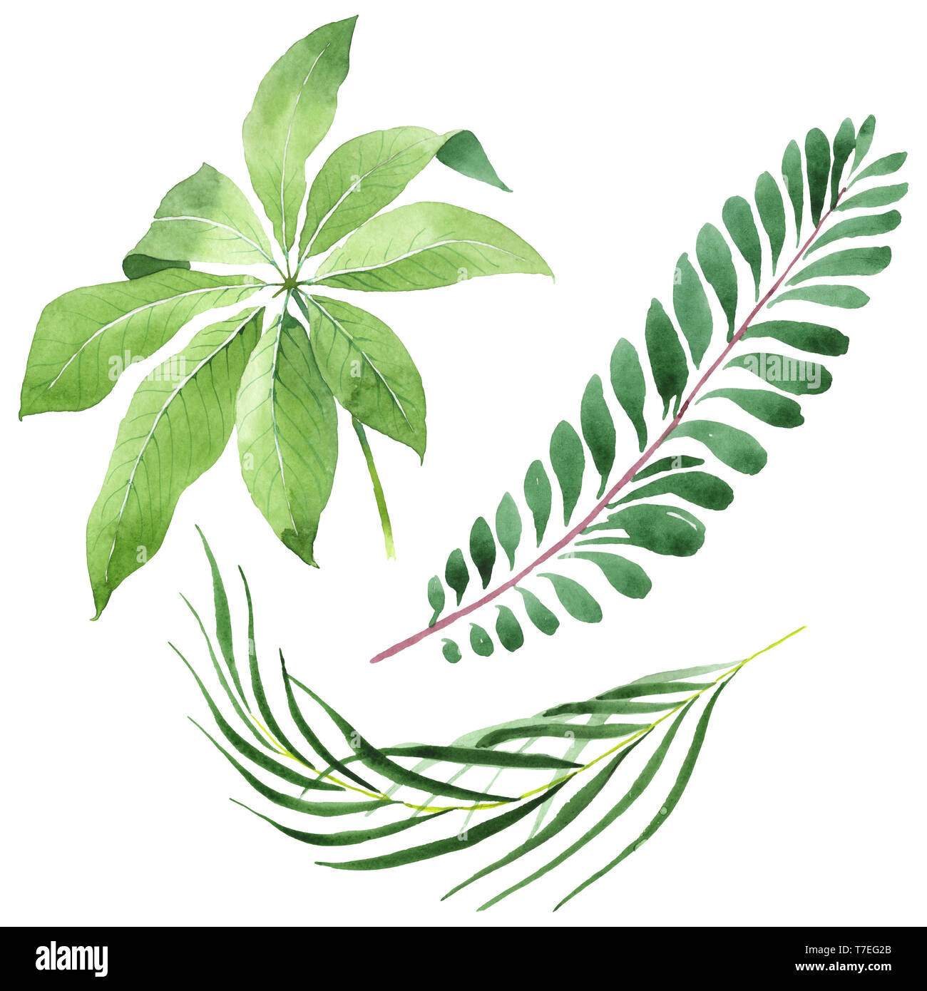 Exotic tropical hawaiian summer. Palm beach tree leaves jungle ...