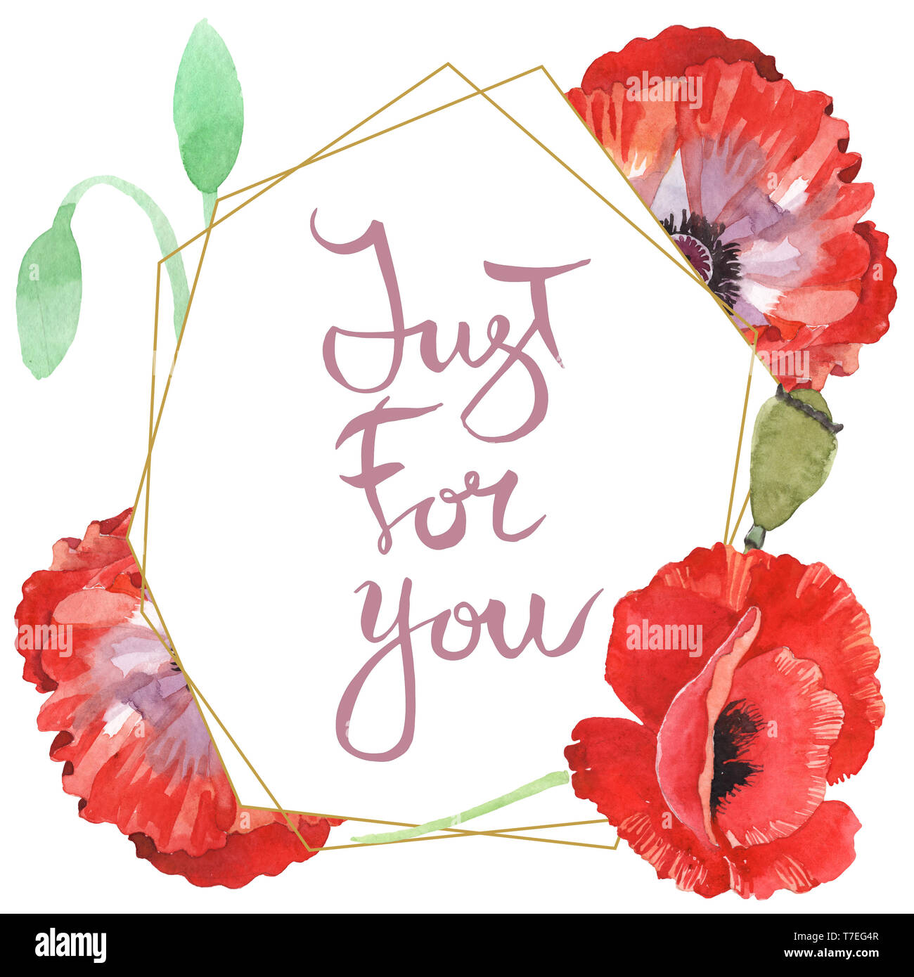 Red poppy floral botanical flowers. Wild spring leaf wildflower ...