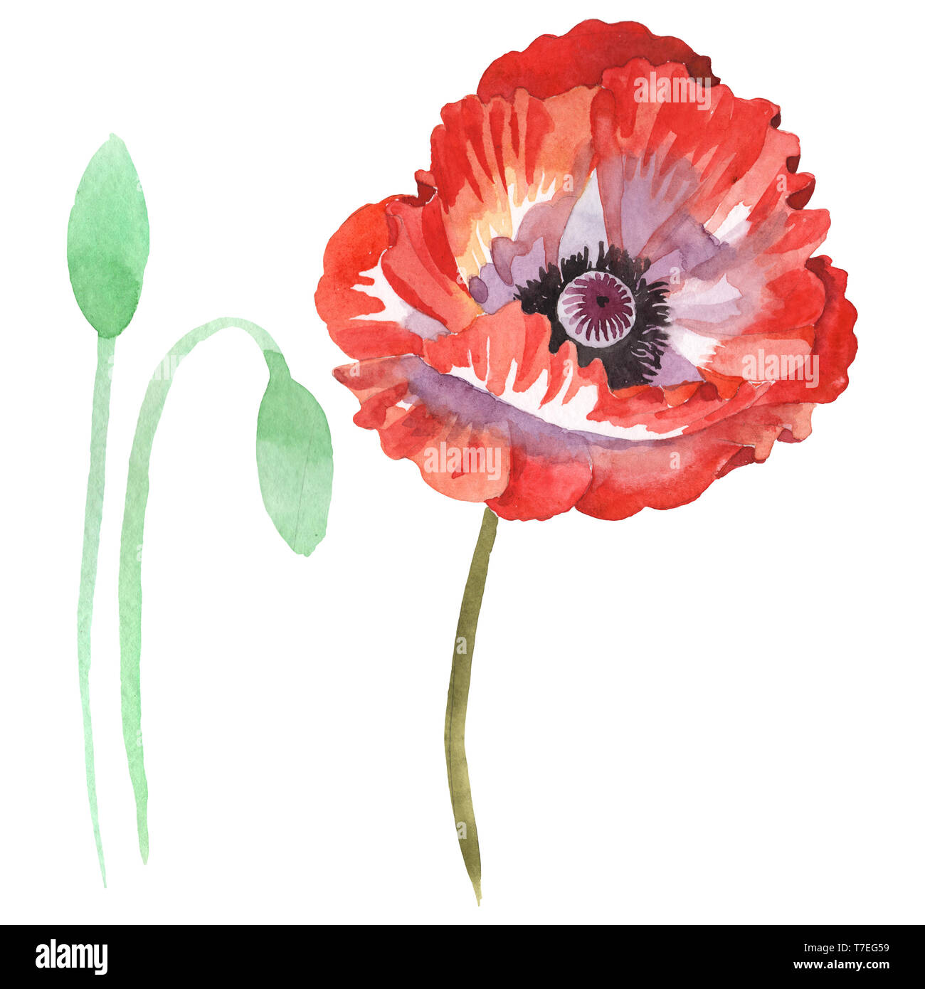Red poppy floral botanical flowers. Wild spring leaf wildflower ...