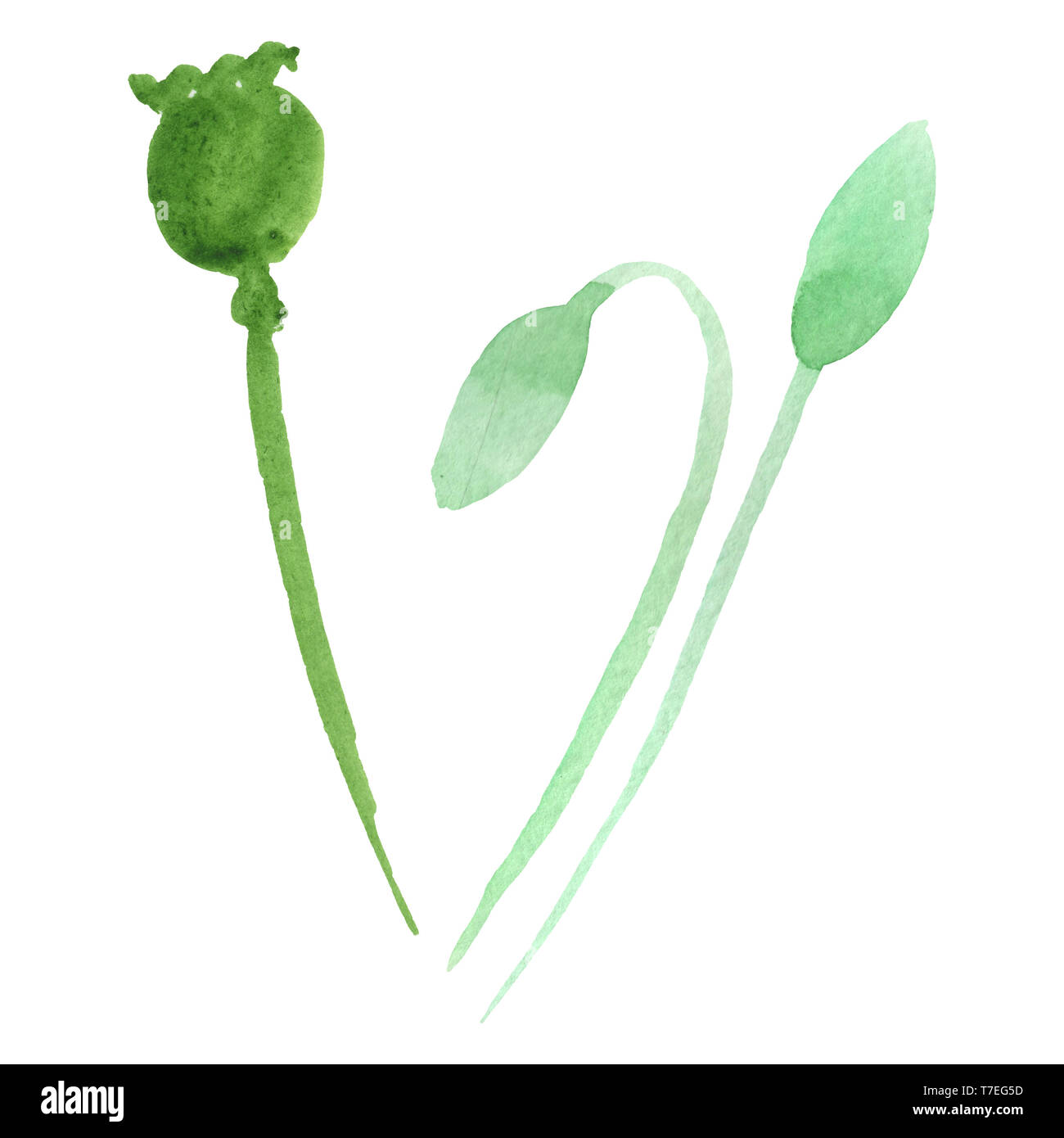 Poppy green bud floral botanical flowers. Wild spring leaf wildflower ...