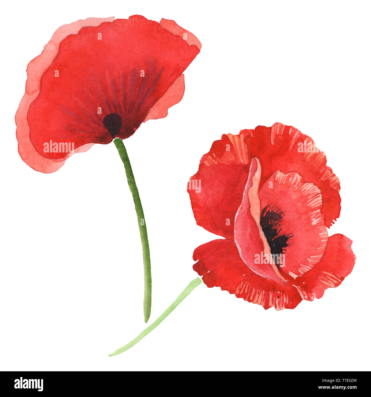 Red poppy floral botanical flowers. Wild spring leaf wildflower ...