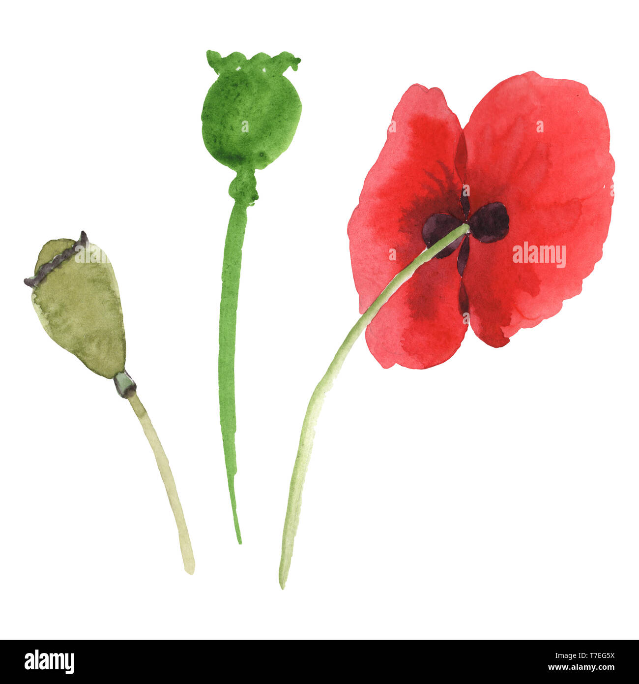 Red poppy floral botanical flowers. Wild spring leaf wildflower ...