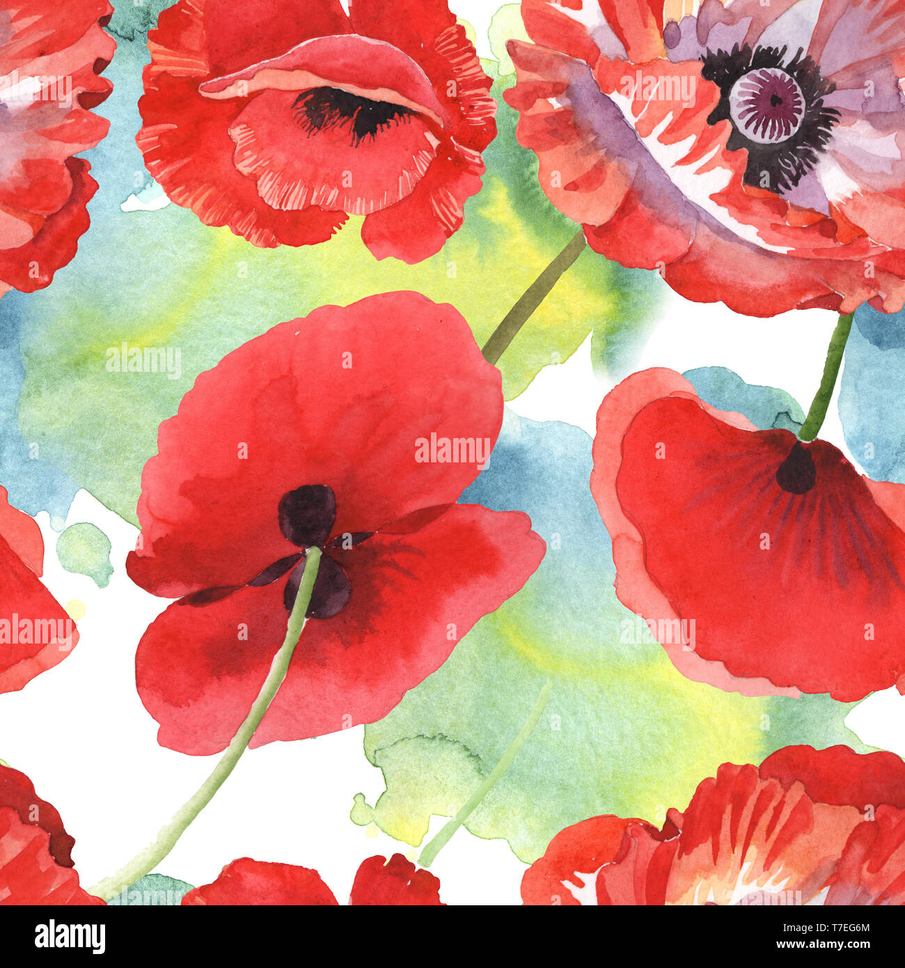 Red poppy botanical flowers. Wild spring leaf wildflower. Watercolor ...