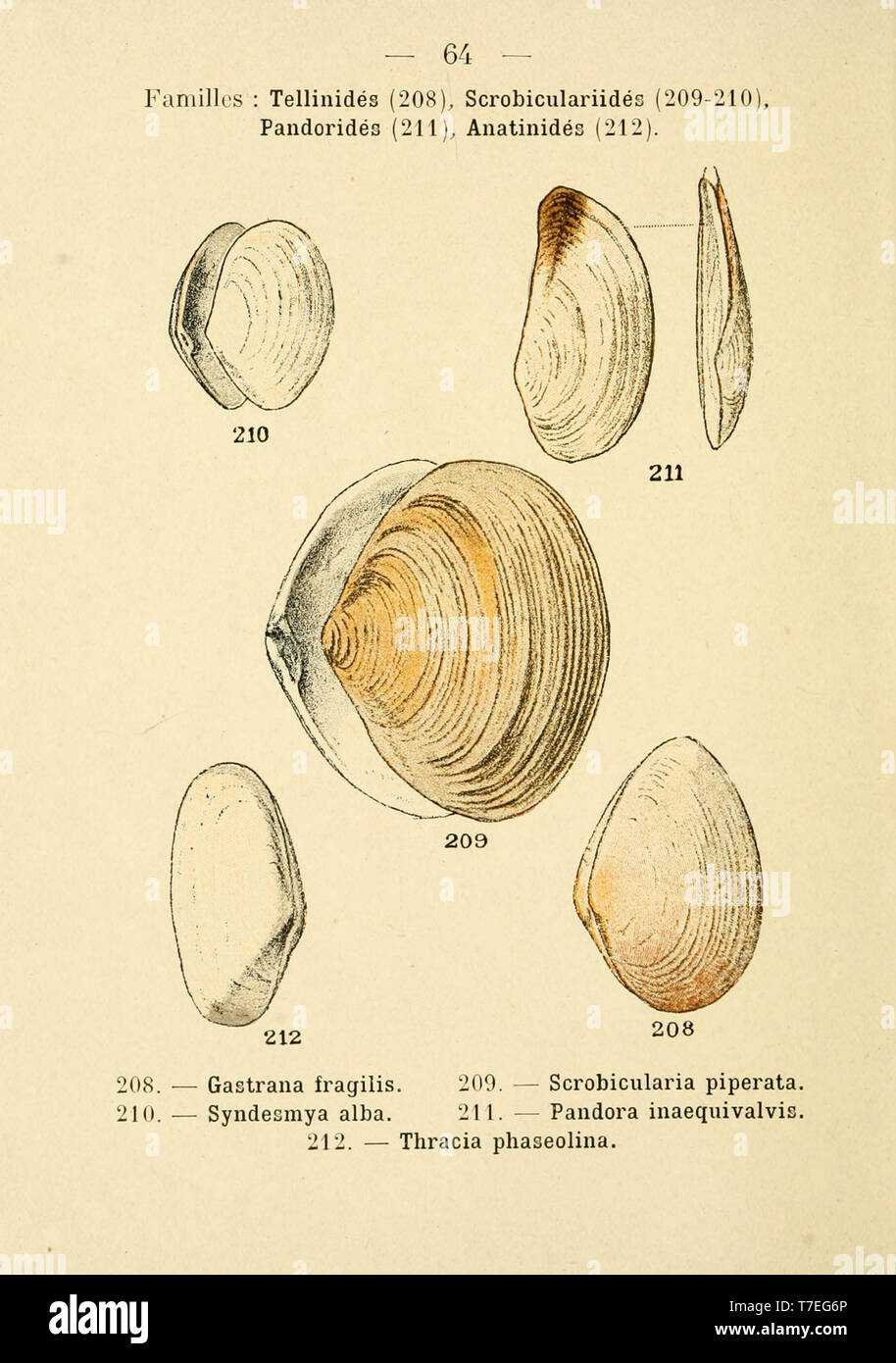 Beautiful vintage hand drawn illustrations of shells and conchs from ...