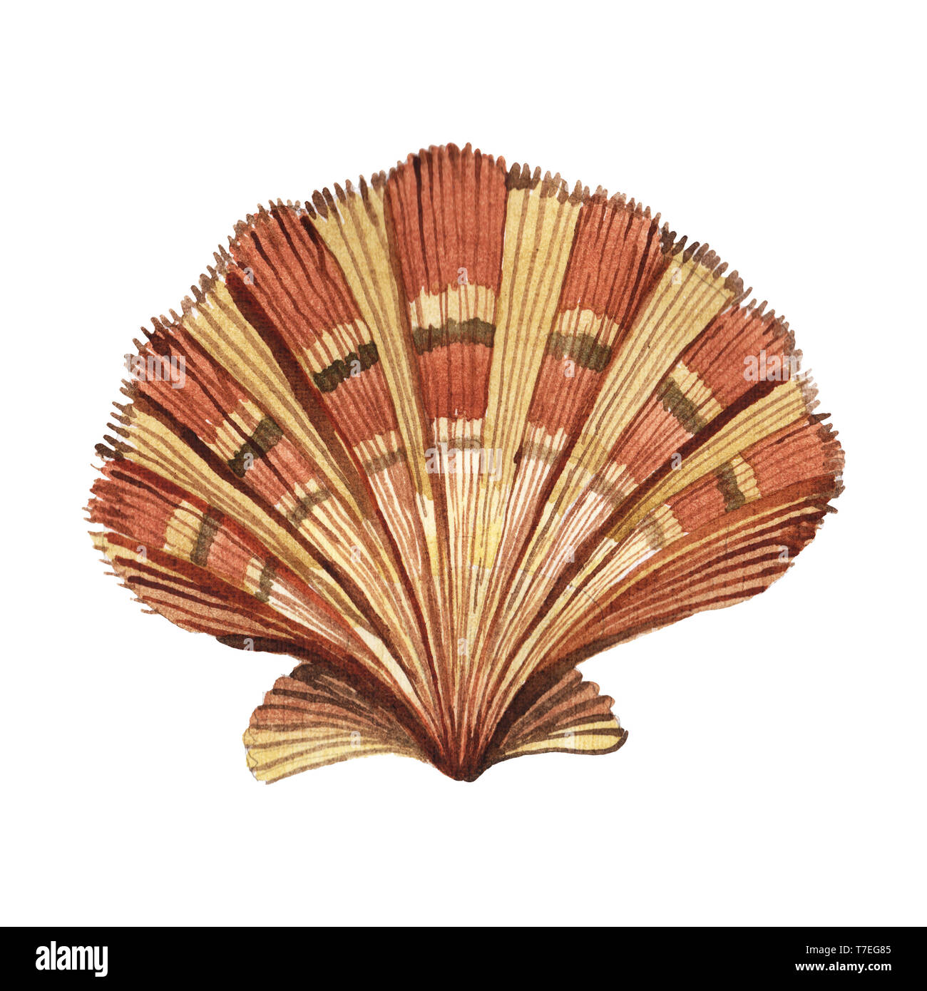 Summer beach seashell tropical elements. Watercolor background ...