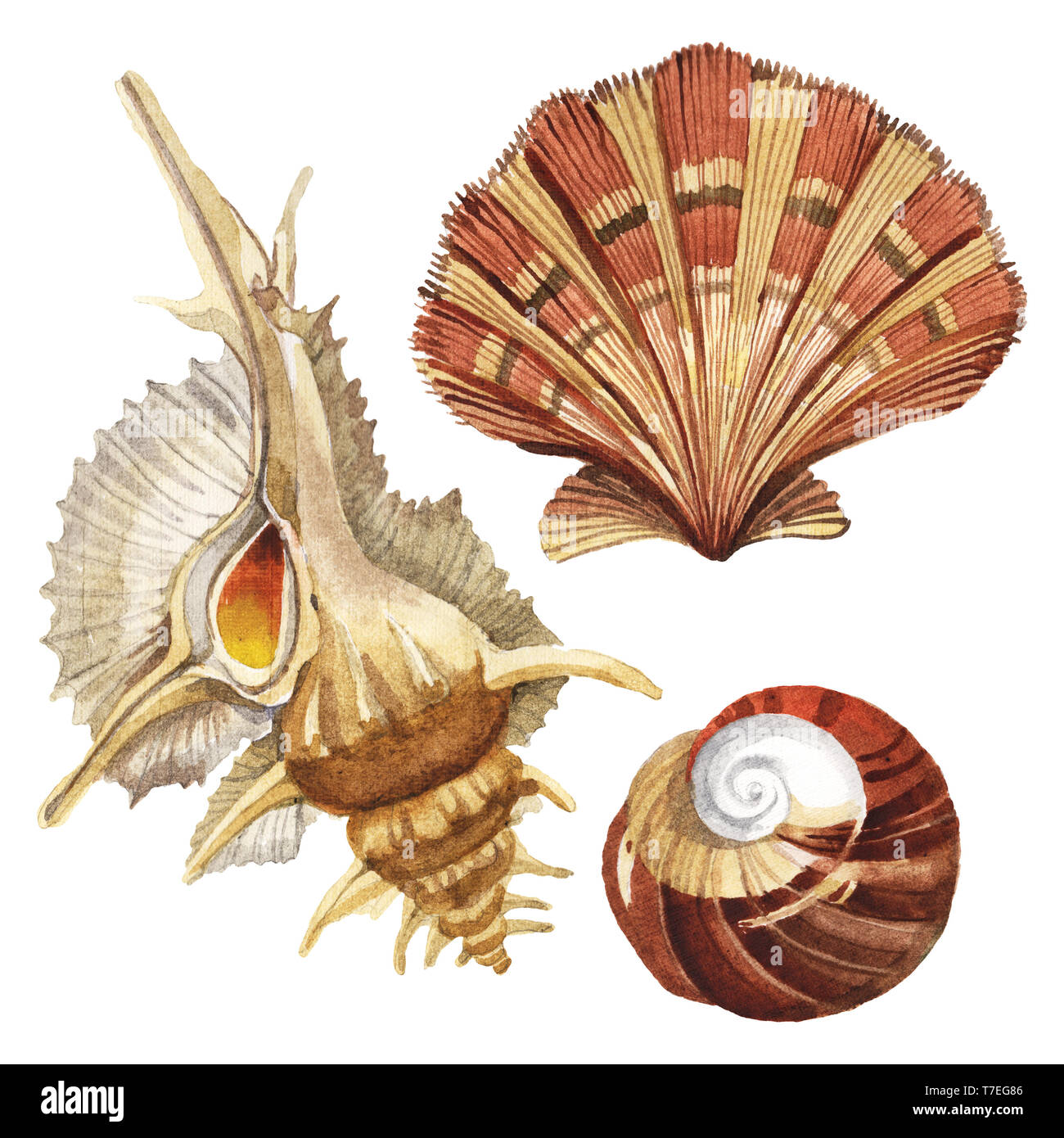 Summer beach seashell tropical elements. Watercolor background ...