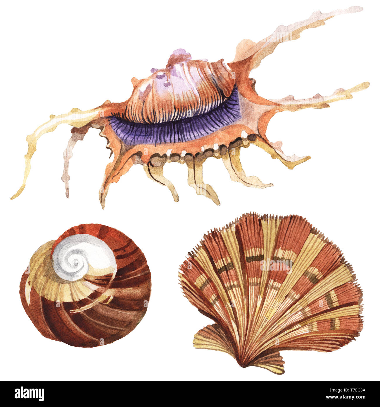 Summer beach seashell tropical elements. Watercolor background ...