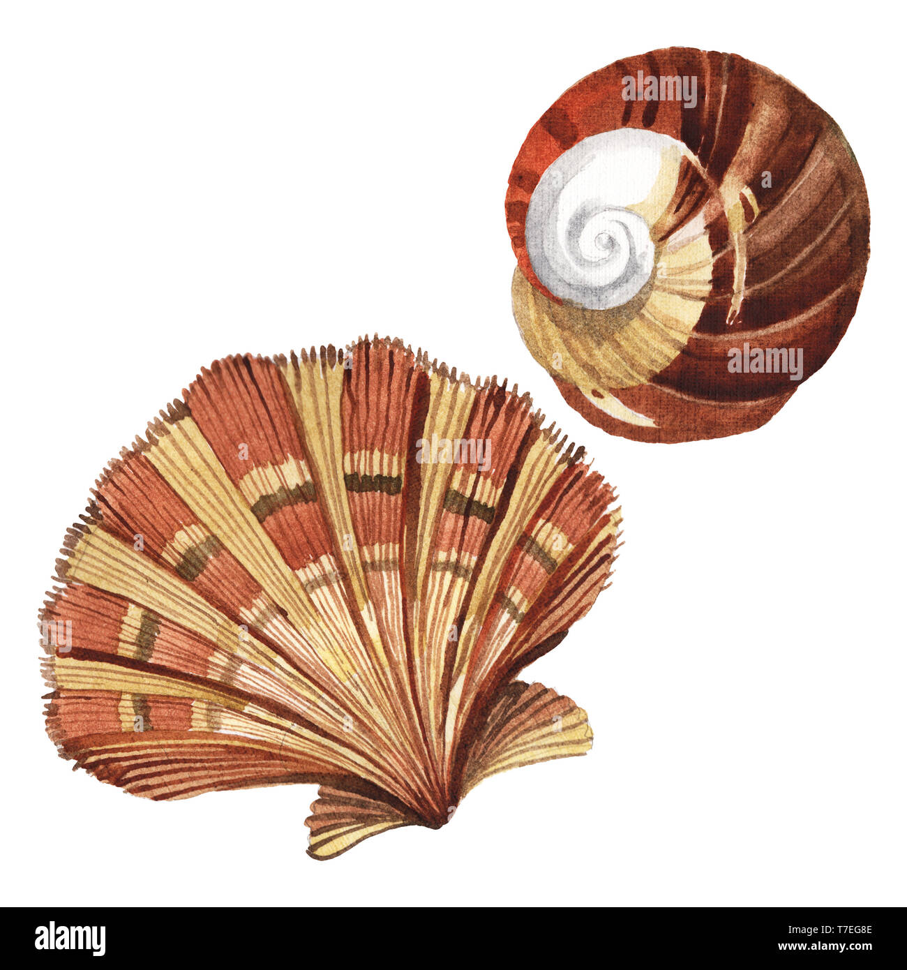 Summer beach seashell tropical elements. Watercolor background ...