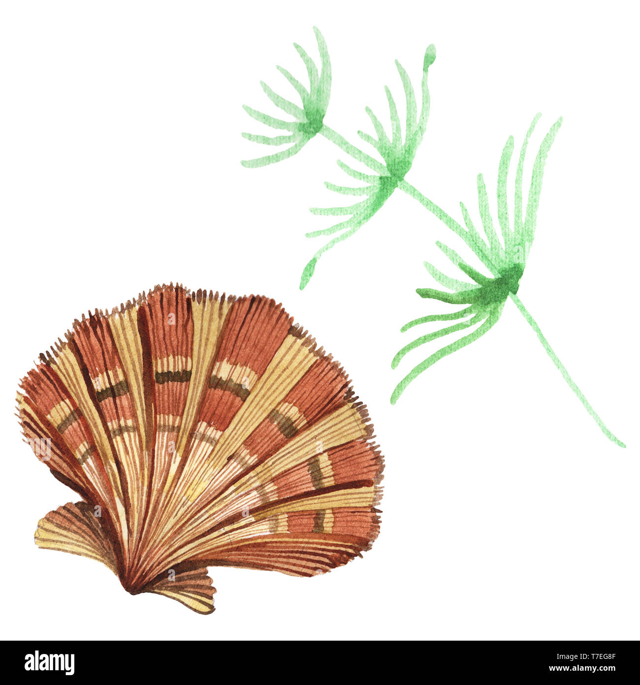 Summer beach seashell tropical elements. Watercolor background ...
