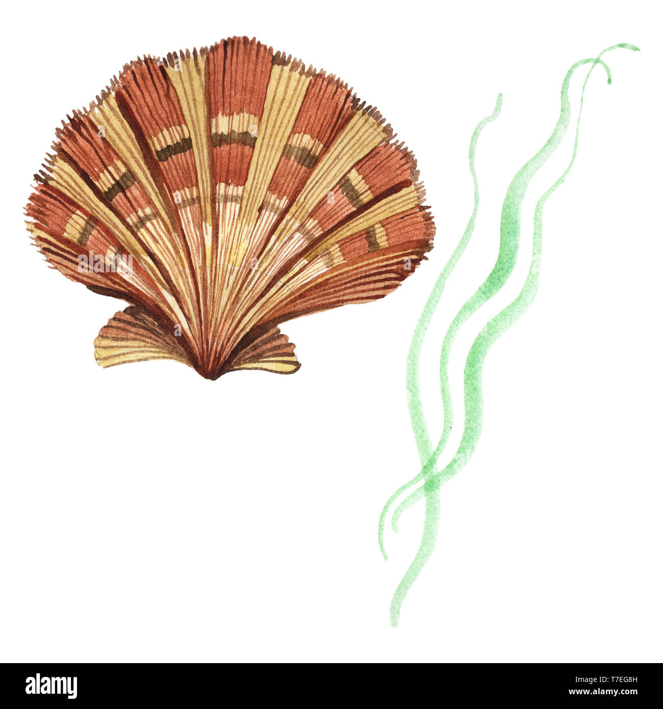 Summer beach seashell tropical elements. Watercolor background ...