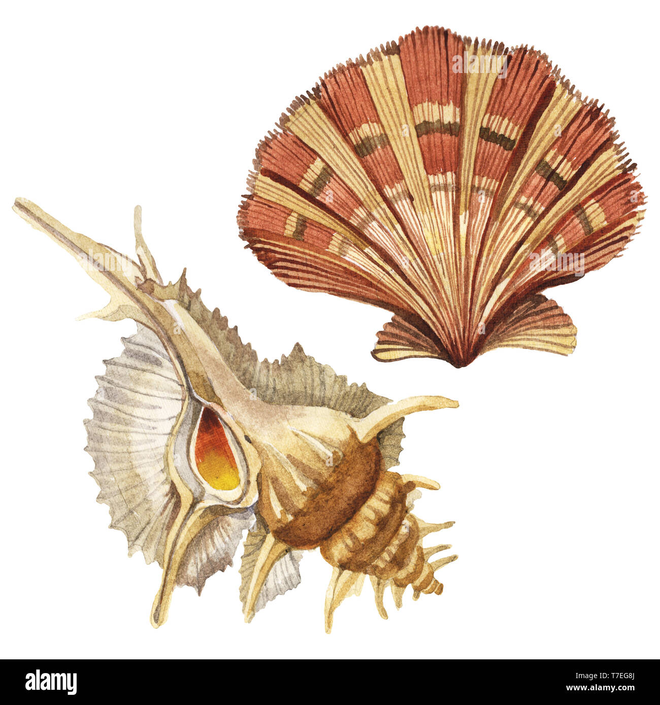 Summer beach seashell tropical elements. Watercolor background ...