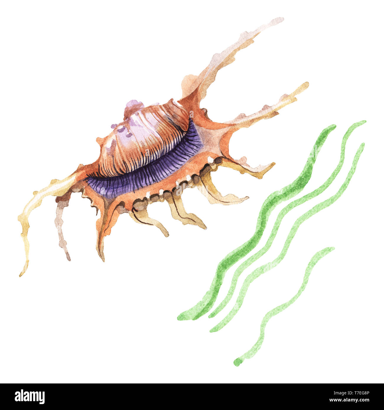 Summer beach seashell tropical elements. Watercolor background ...