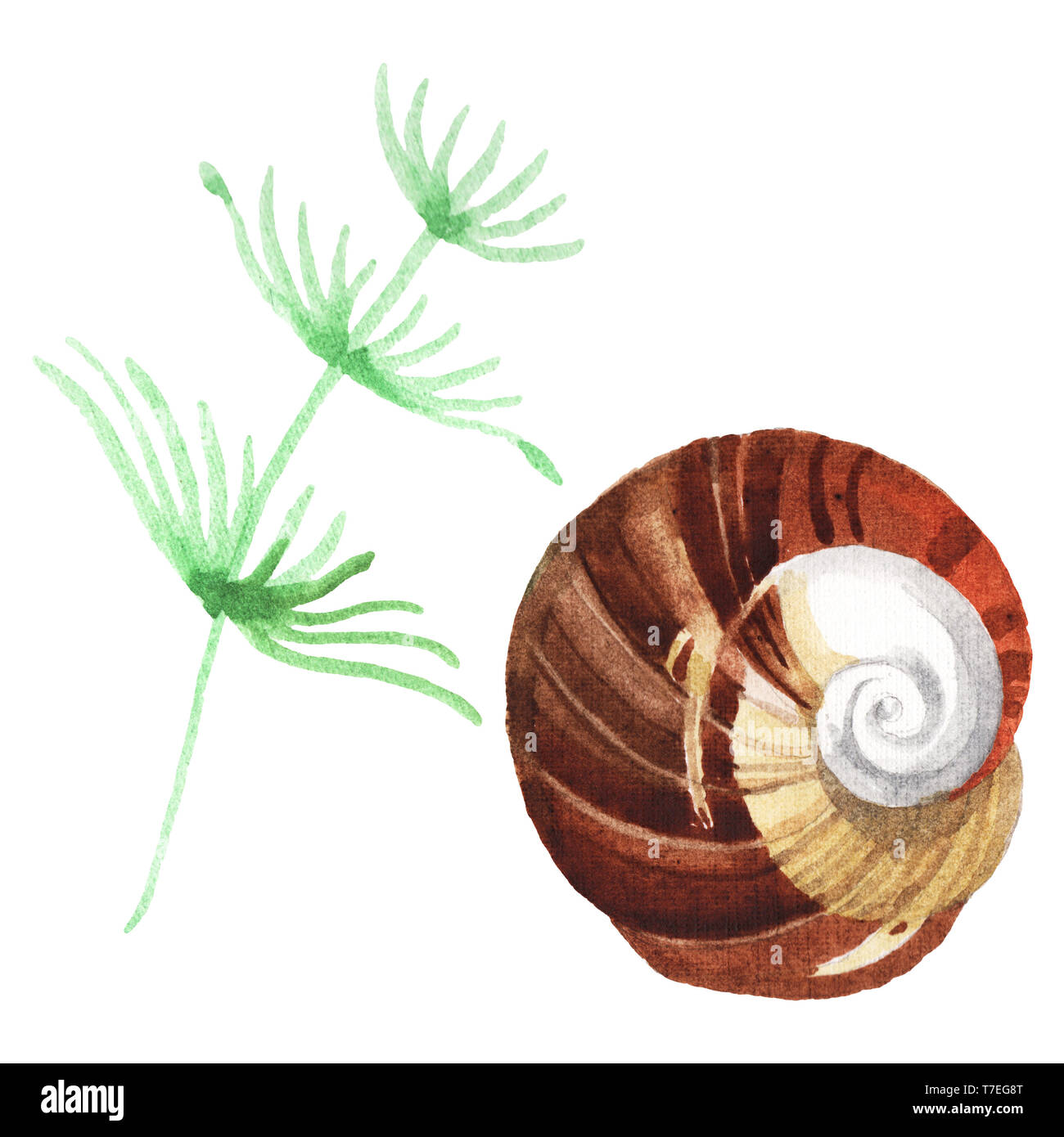 Summer beach seashell tropical elements. Watercolor background ...