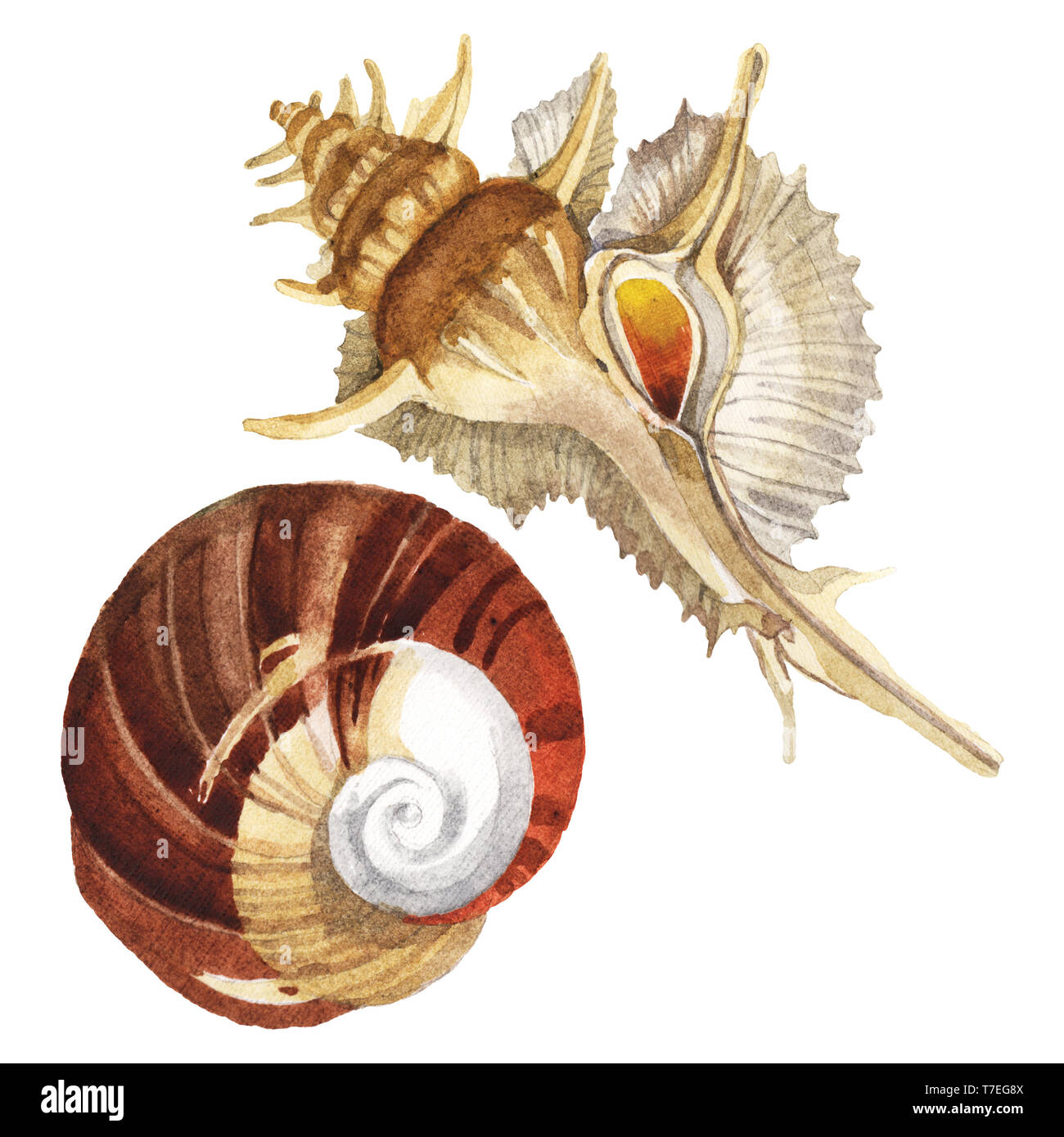 Summer beach seashell tropical elements. Watercolor background ...