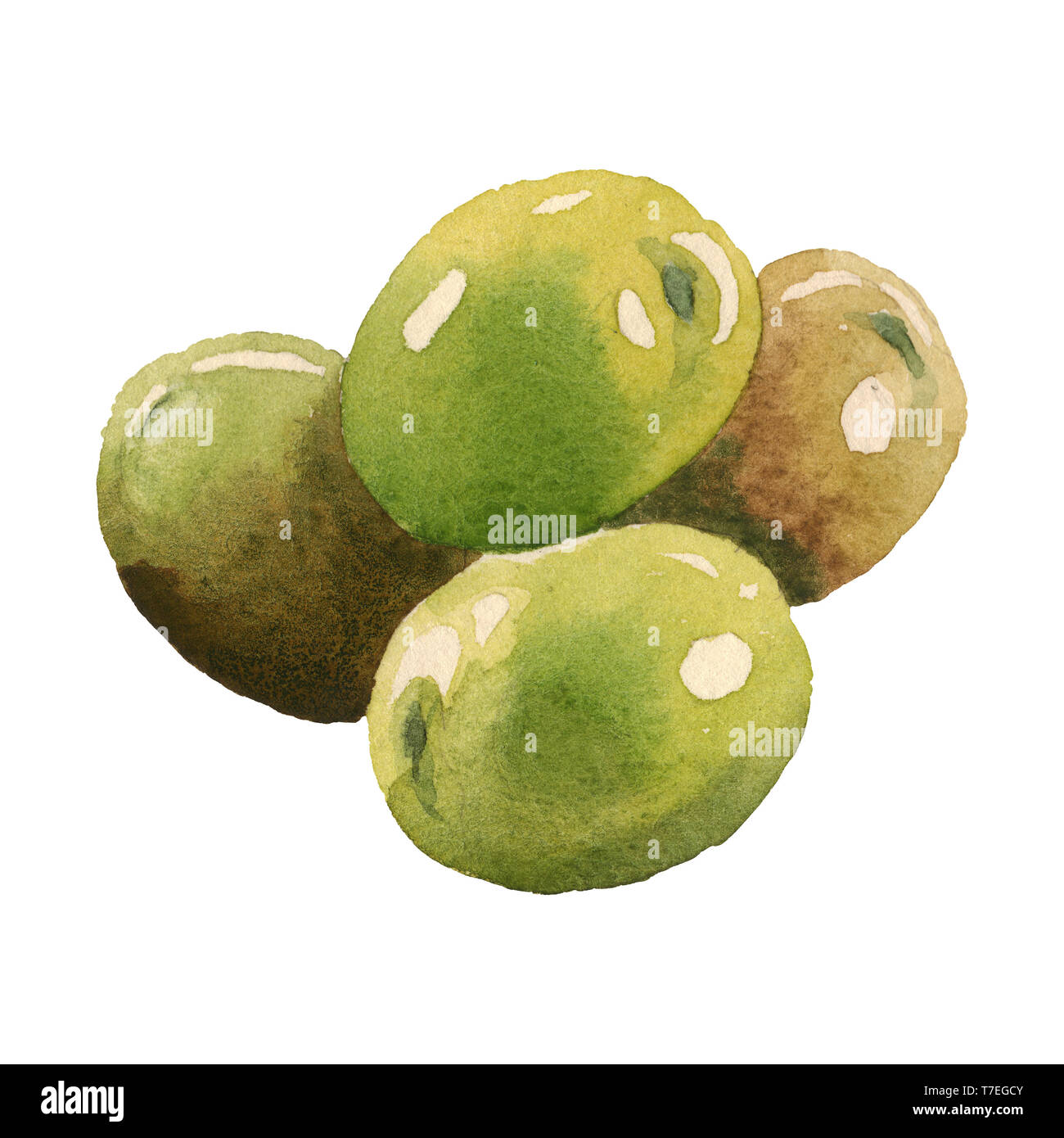 Fresh olives healthy food. Watercolor background illustration set ...