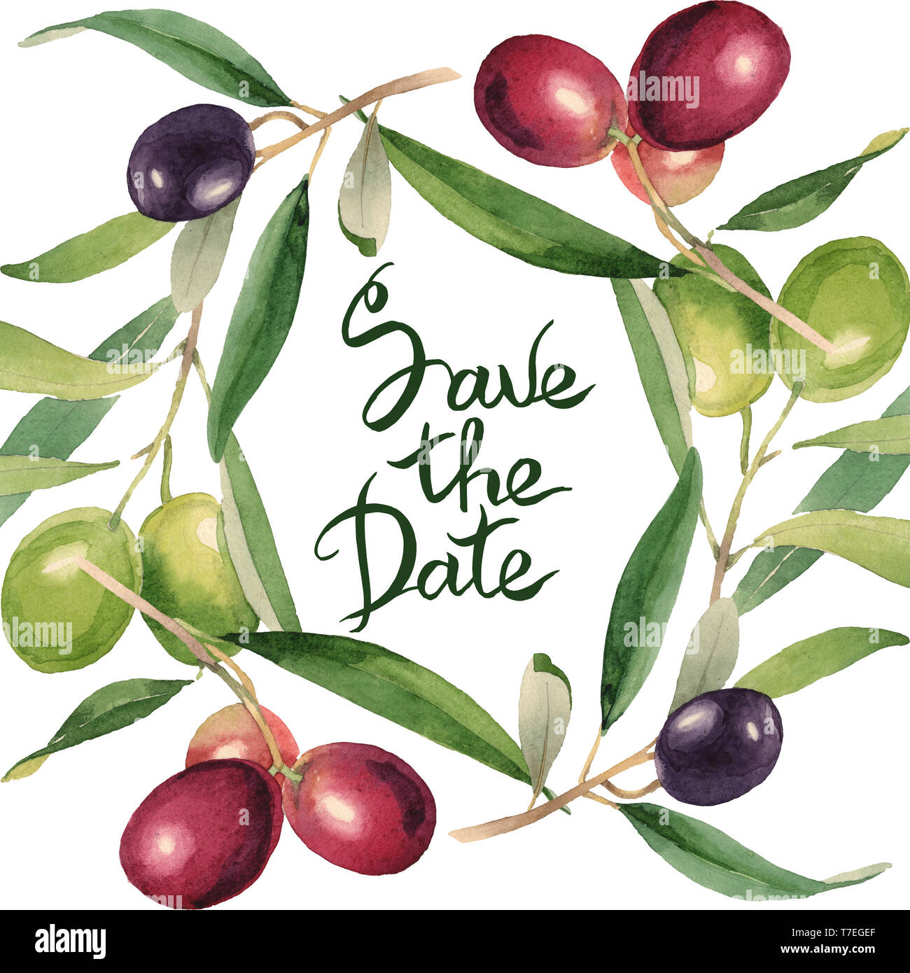 Fresh olives healthy food. Watercolor background illustration set ...